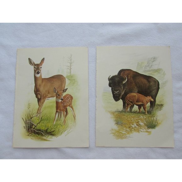 Severt Andrewson | Art | 2 Vintage Severt Andrewson Prints Deer Doe ...